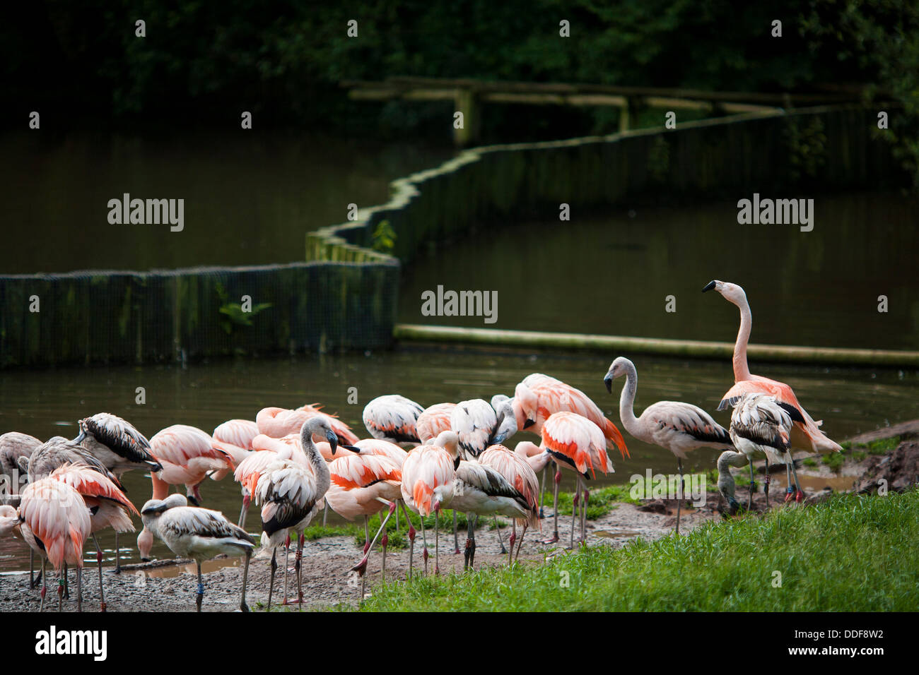 Pink Flamingo's in an enclosure at Belfast zoological gardens in ...