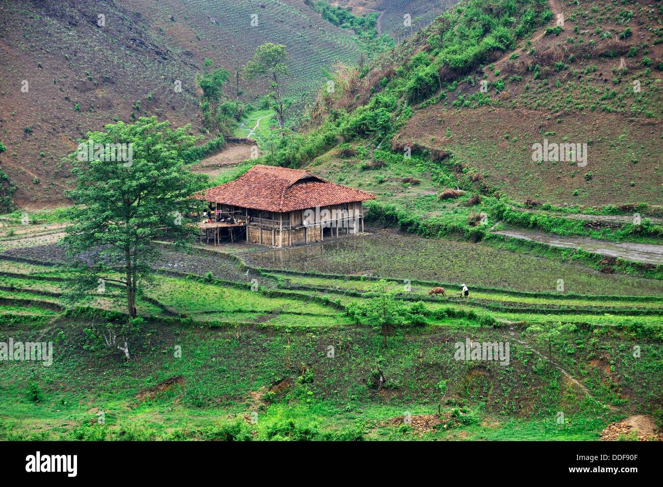 Farmhouse rice hi-res stock photography and images - Alamy