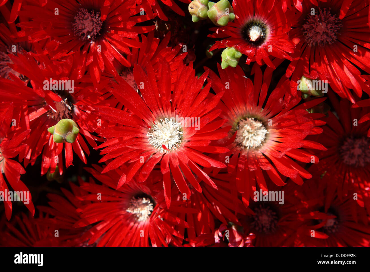 Bright red vygie flowers in Worcester, South Africa Stock Photo - Alamy