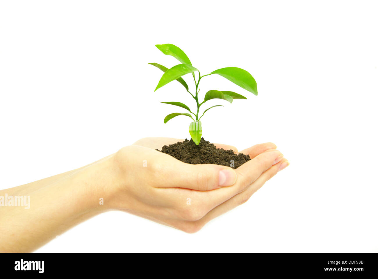 plant in hands Stock Photo - Alamy