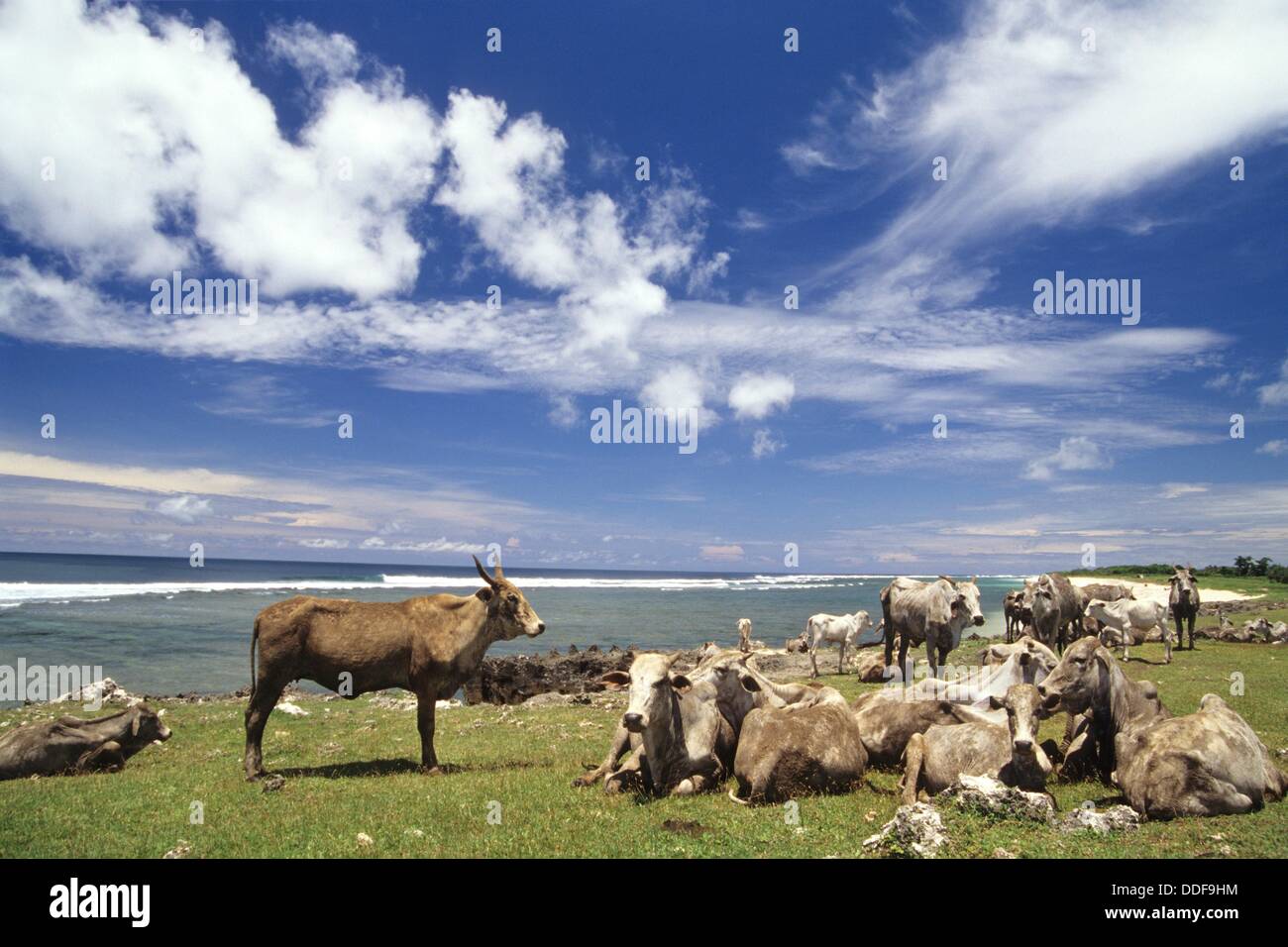 Sumba cow hi-res stock photography and images - Alamy