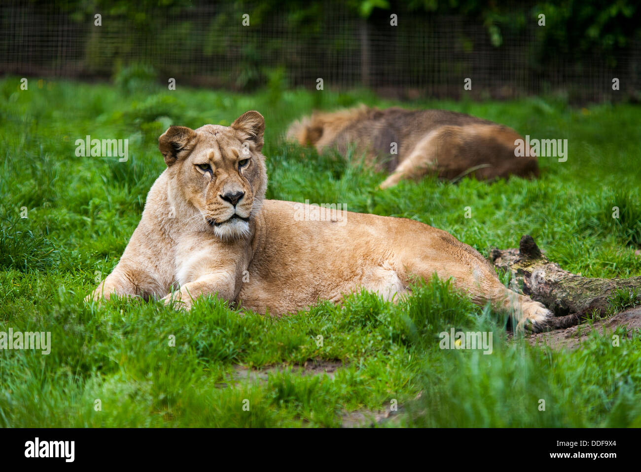 Lion belfast zoo hi-res stock photography and images - Alamy
