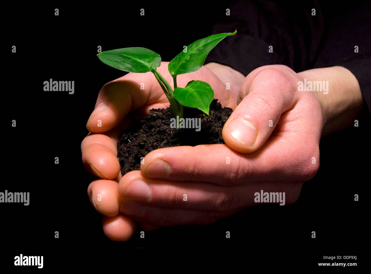 Hands holding sapling Stock Photo - Alamy