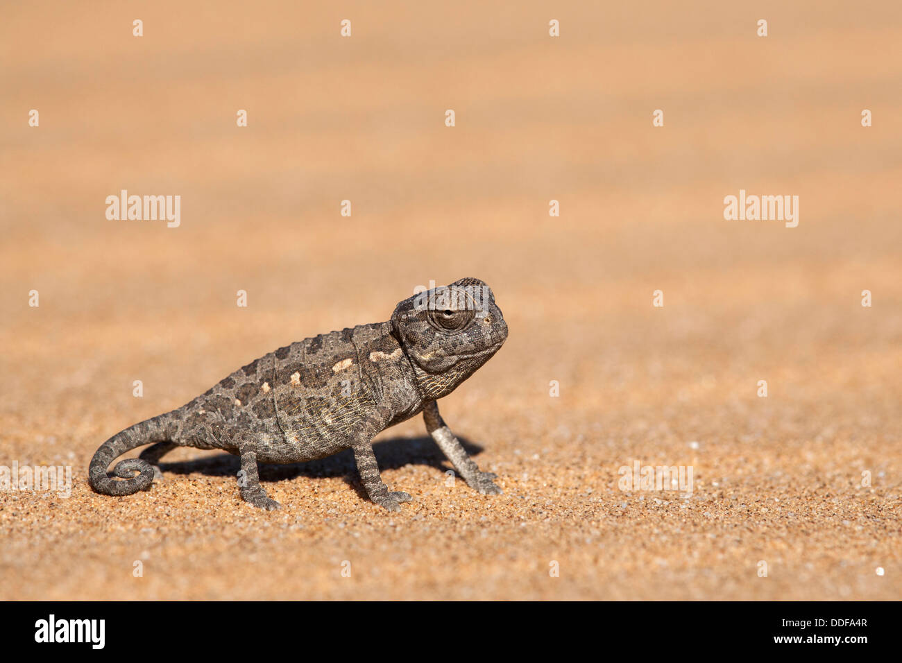 Namaqua chameleon (Chamaeleo namaquensis) baby, Namib Desert, Namibia ...