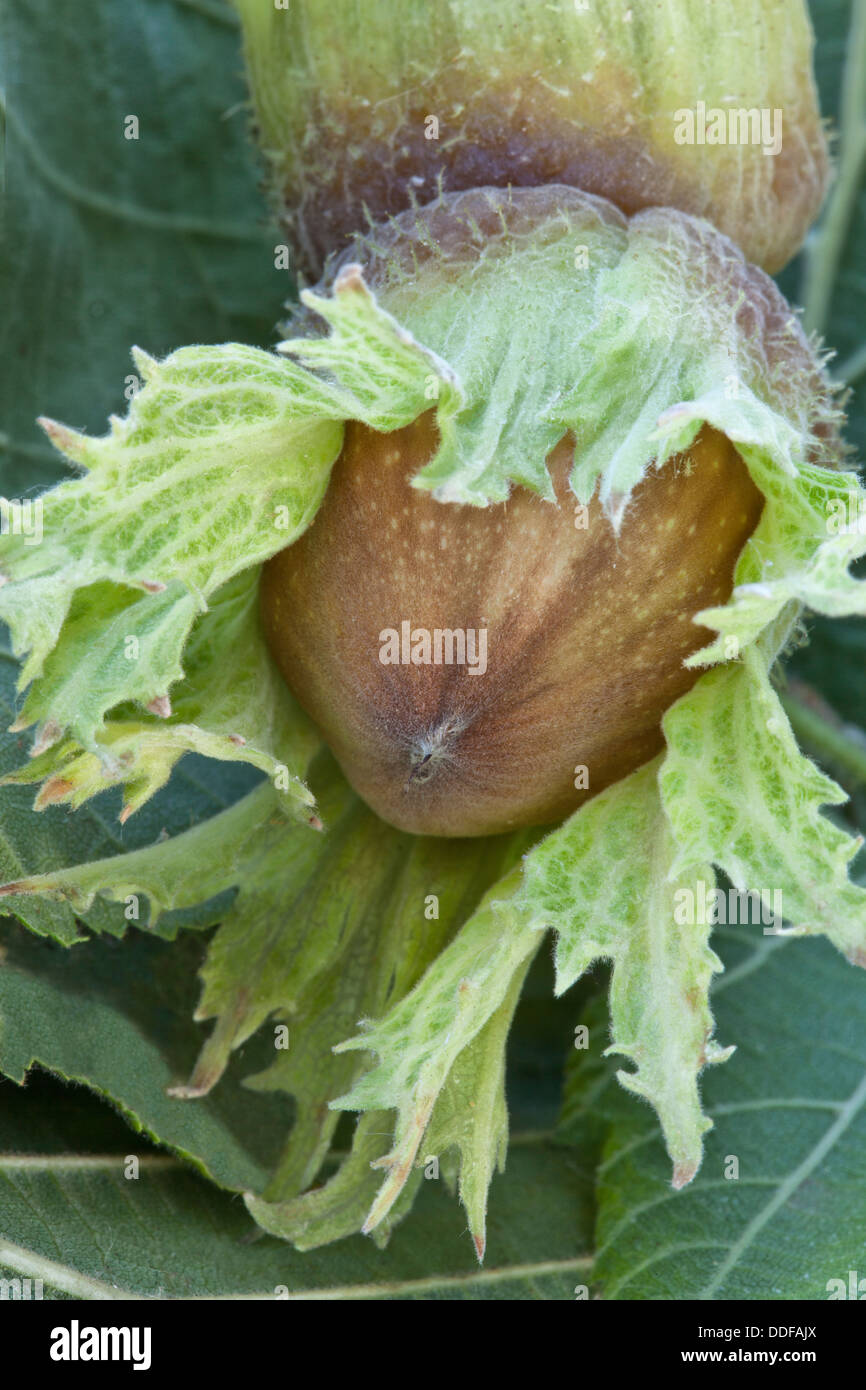 Hazelnut in shell hi-res stock photography and images - Alamy