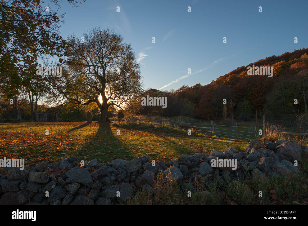 Nordic oak tree hi-res stock photography and images - Alamy