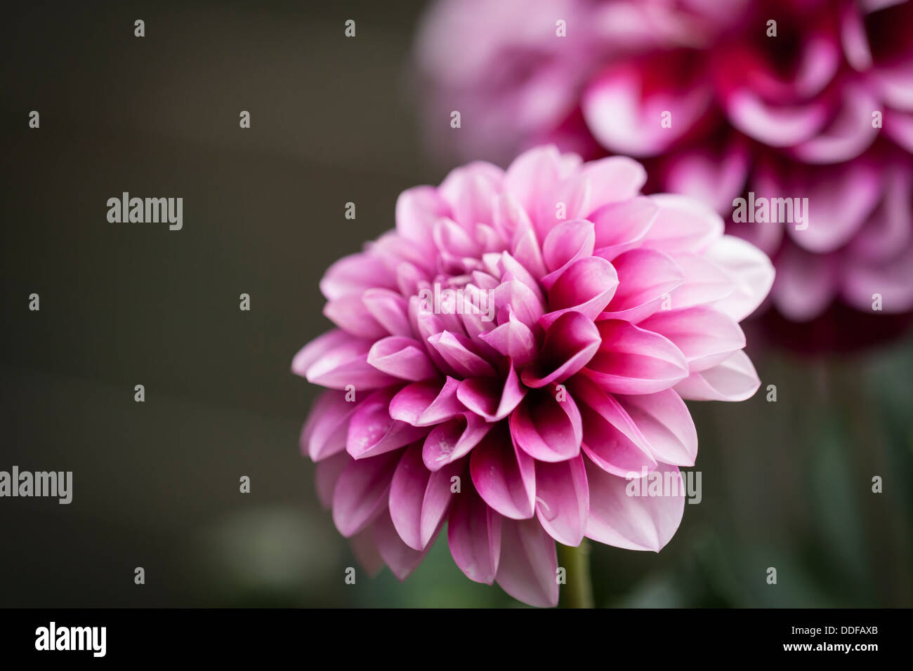Close up of the flower of a patio Dahlia Stock Photo - Alamy