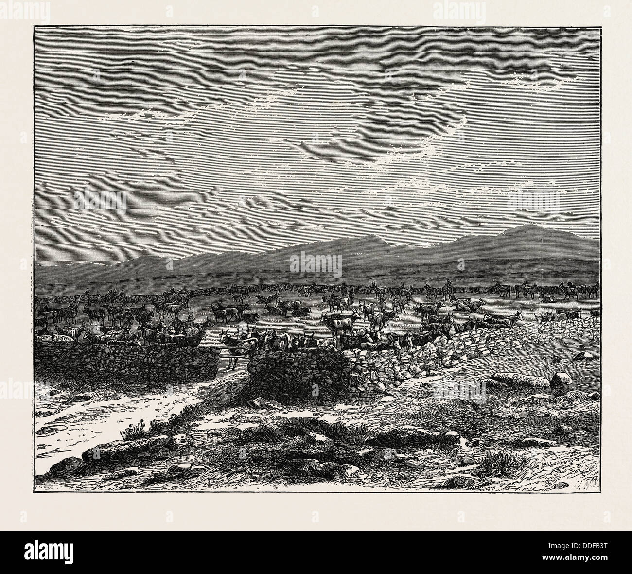 Cattle kraal hi-res stock photography and images - Alamy