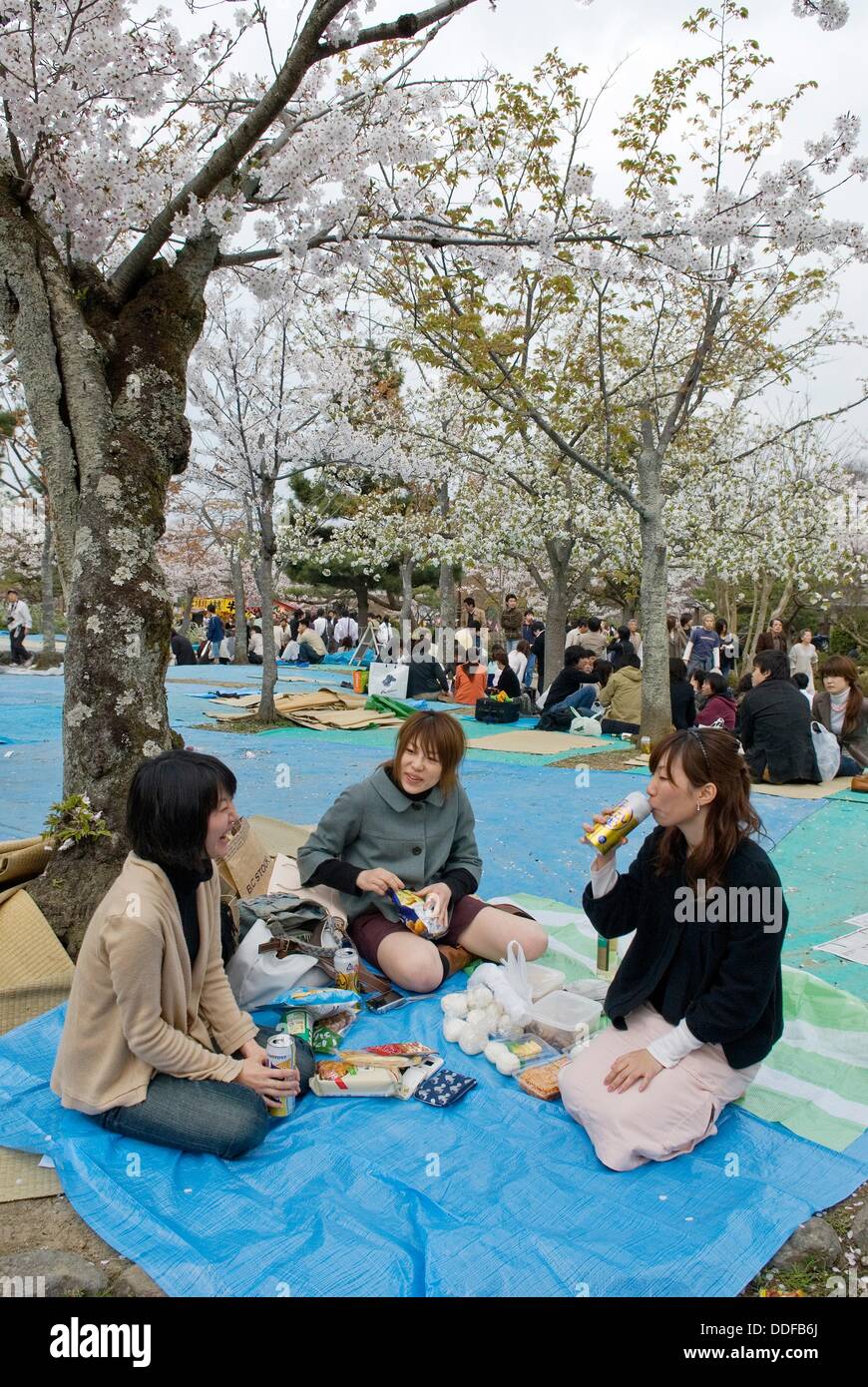 picnic under cherry blossoms,Pic-nic sous les cerisiers en fleurs, dans le parc du Temple Chion ...