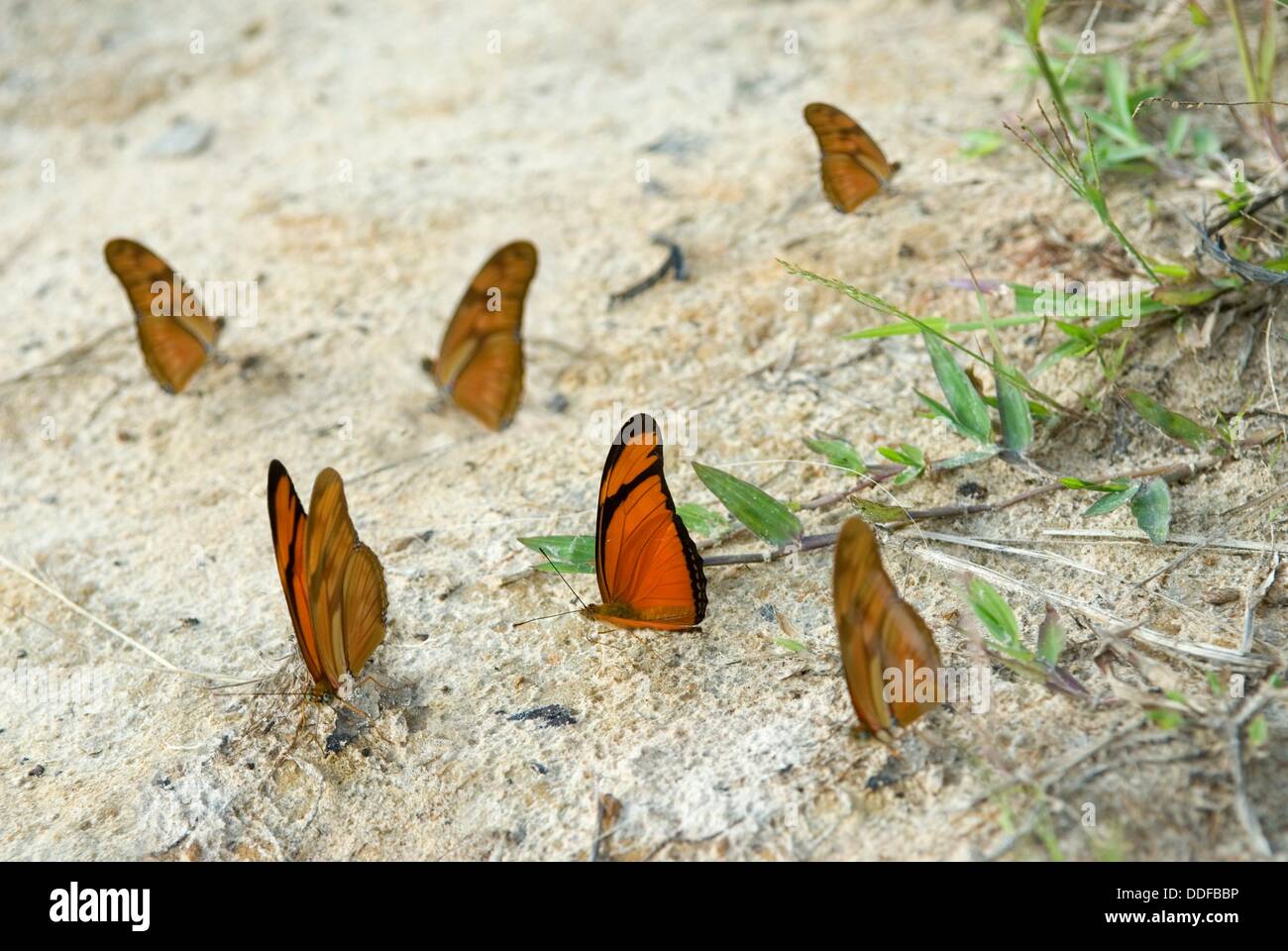 Caura River High Resolution Stock Photography and Images - Alamy