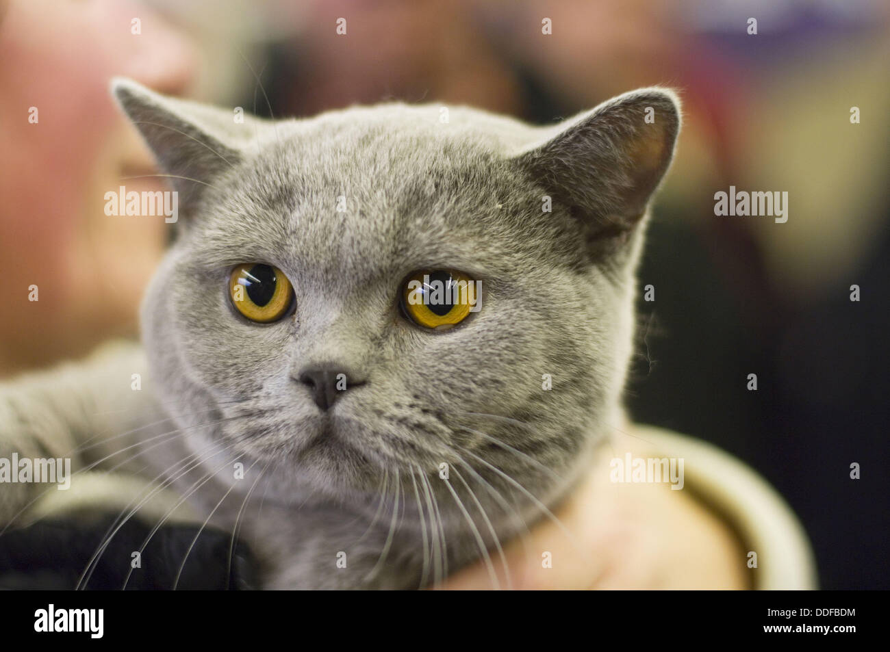 FIFe International Cat Show in Hamburg, Germany 2009, British Shorthair ... FIFe International Cat Show in Hamburg, Germany 2009, British Shorthair ...