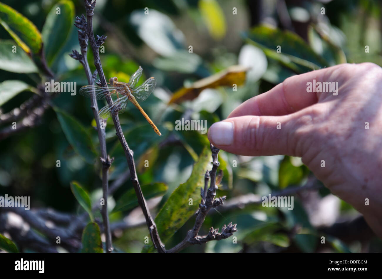 Catching a dragonfly Stock Photo - Alamy