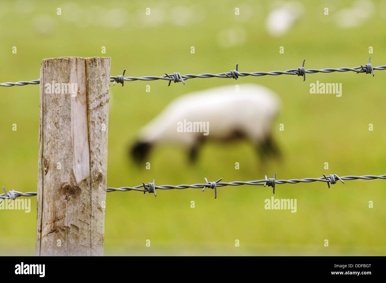 Barb wire fence hi-res stock photography and images - Alamy