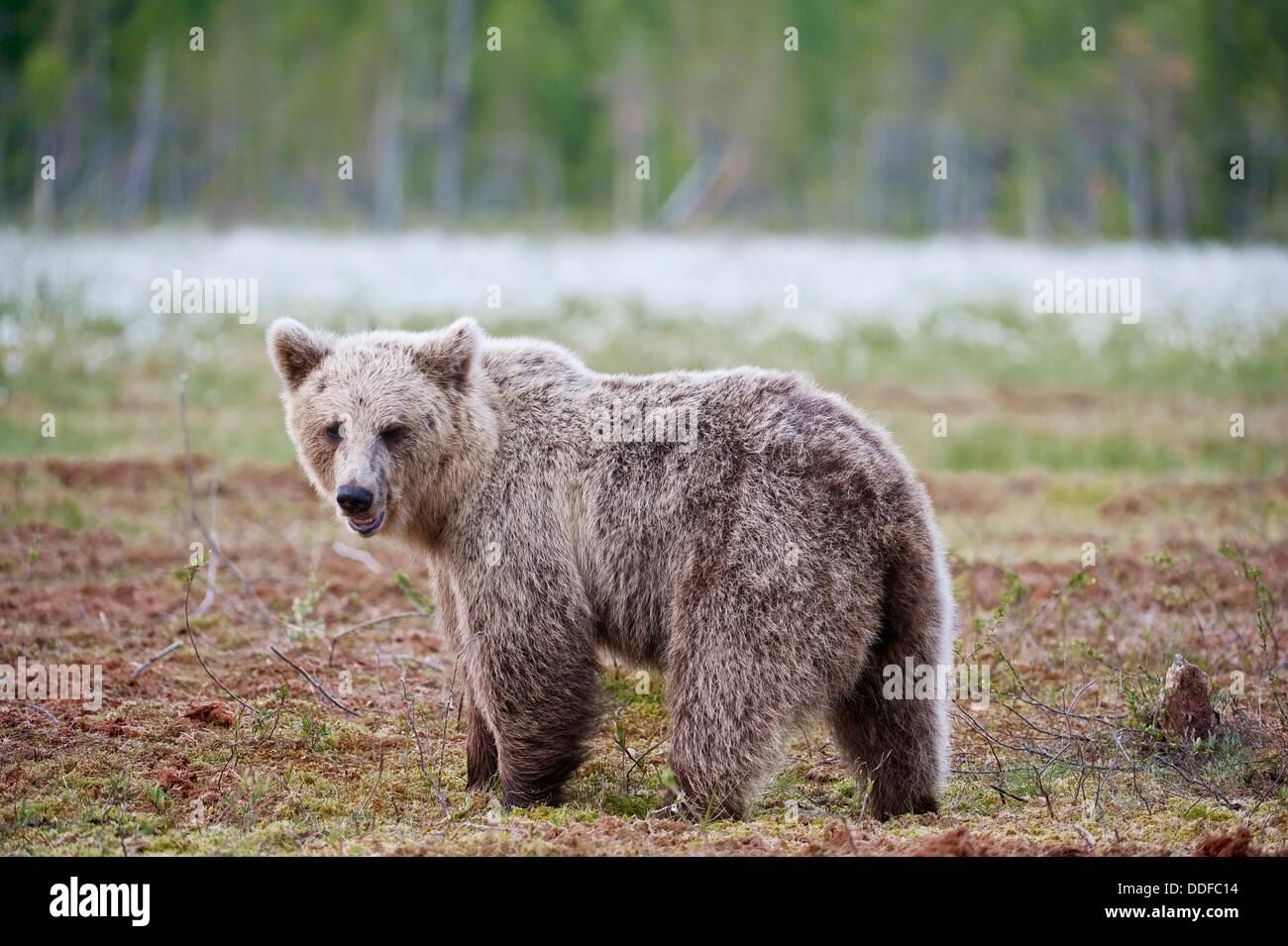 Scandinavian bear hi-res stock photography and images - Alamy