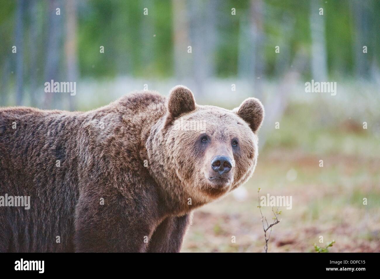 Scandinavian bear hi-res stock photography and images - Alamy