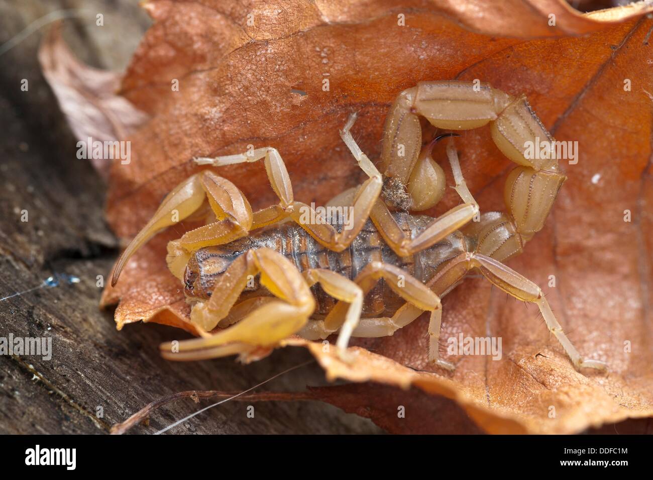 Buthus High Resolution Stock Photography and Images - Alamy