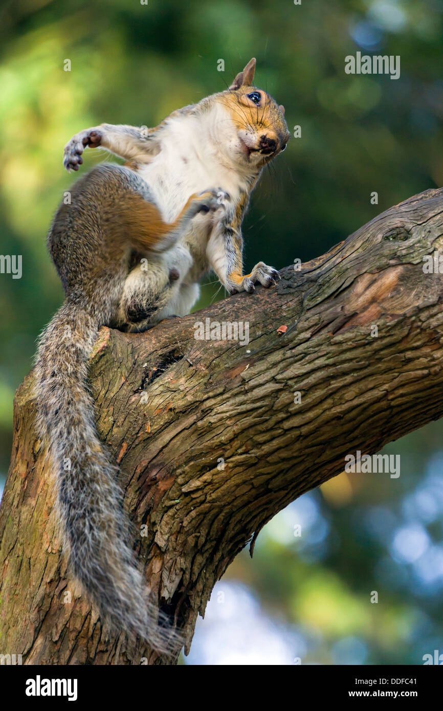Sciurus hi-res stock photography and images - Alamy