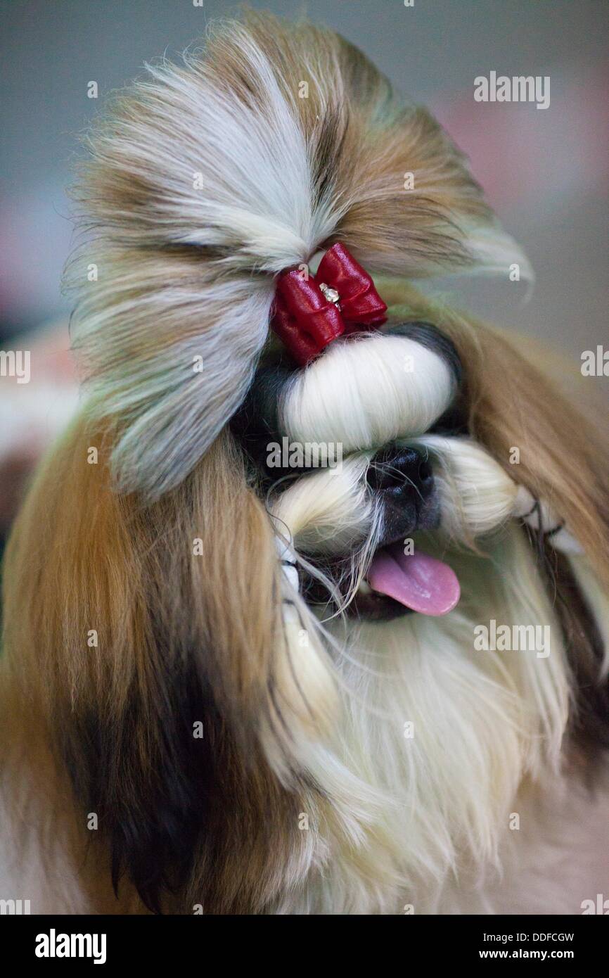 Shizu hi-res stock photography and images - Alamy