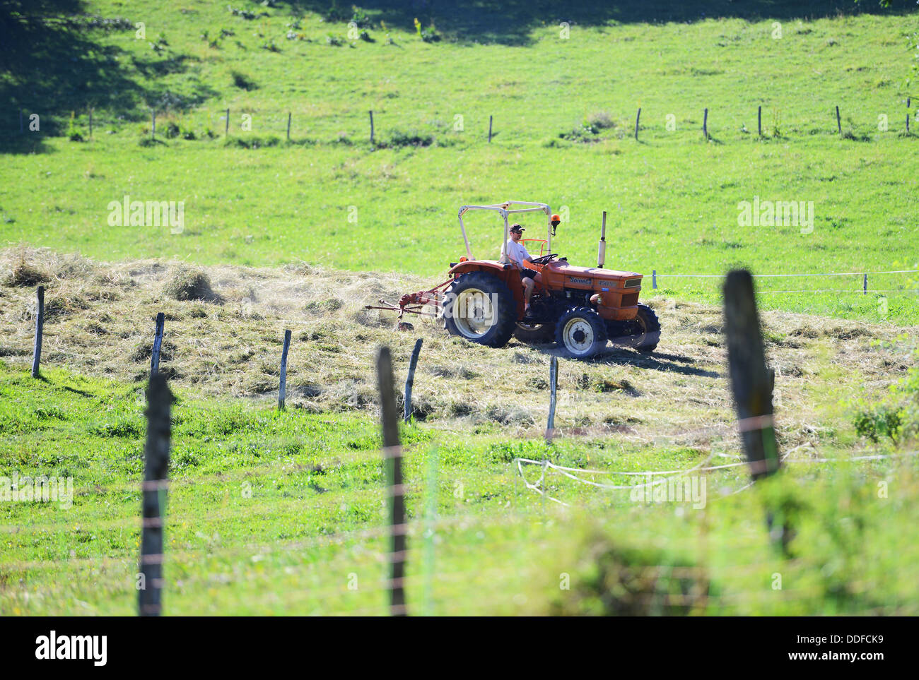 Harvesting collecting hay in hi-res stock photography and images - Alamy