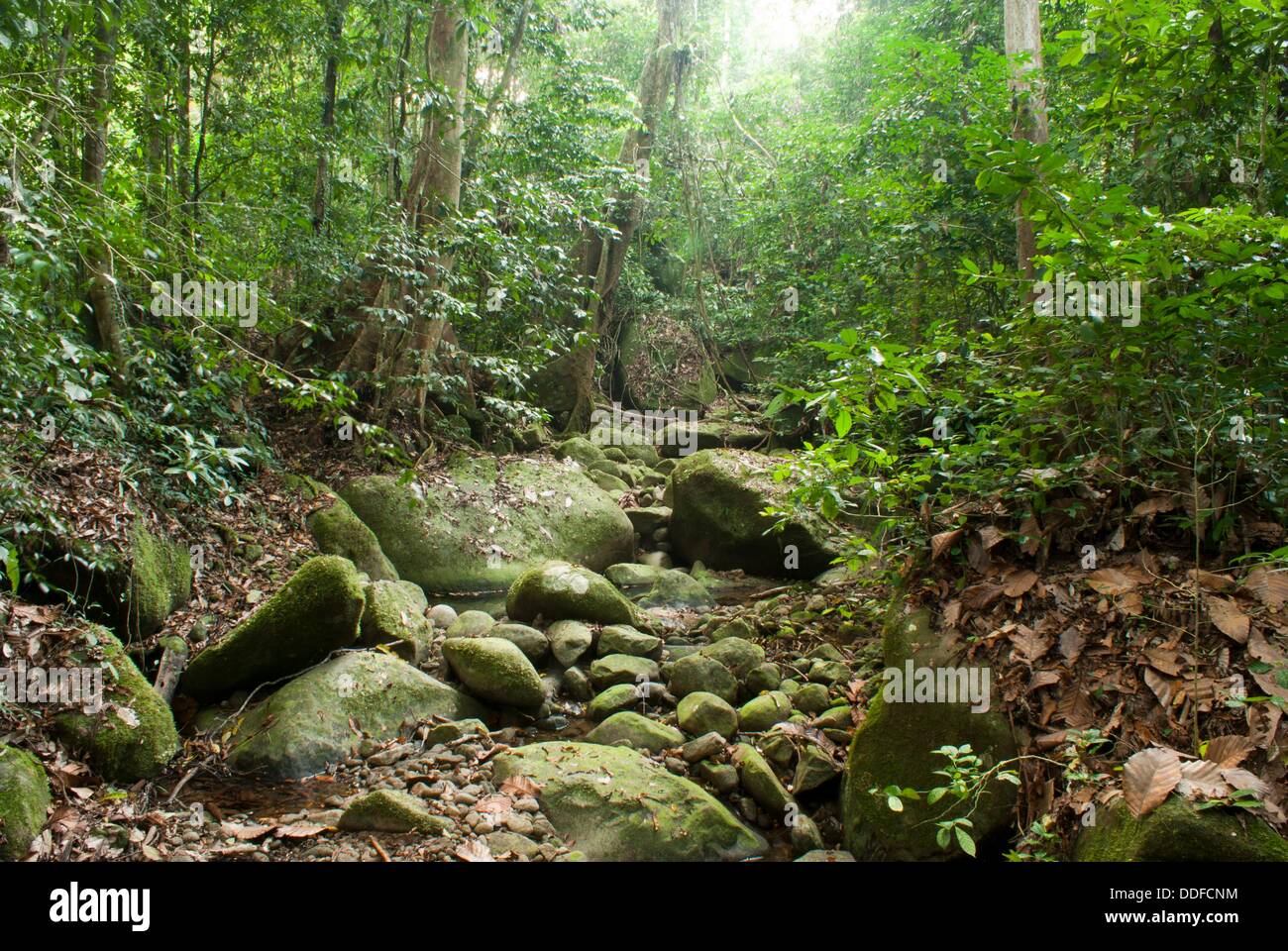 Jungle Trial of Gunung Garding Sarawak, Malysia Stock Photo - Alamy