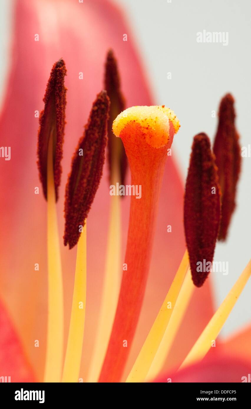 Pistil and style and stigma hi-res stock photography and images - Alamy