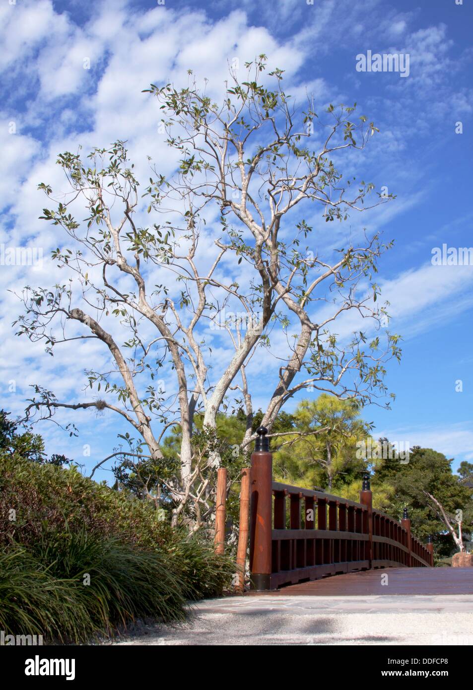 Section of a wooden garden bridge with tree, blue sky and white ...