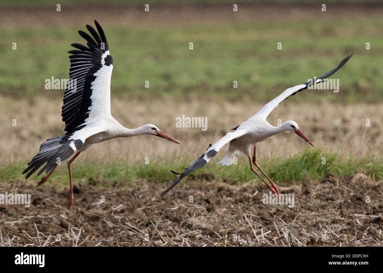 Two white storks fly across a field near Biebesheim am Rhein, Germany ...
