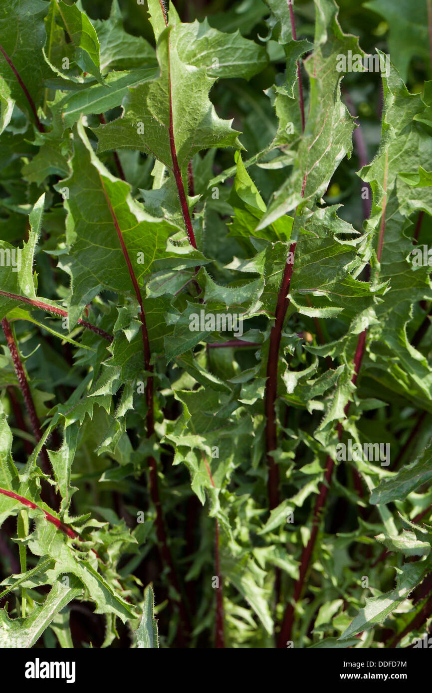 Red dandelion leaves - USA Stock Photo - Alamy