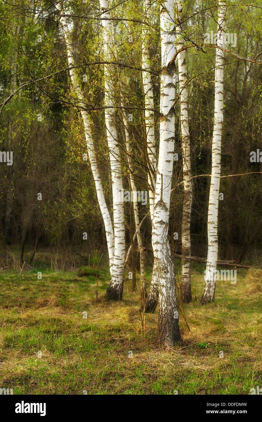 A forest also called a wood, woodland, wold, weald or holt is an area ...