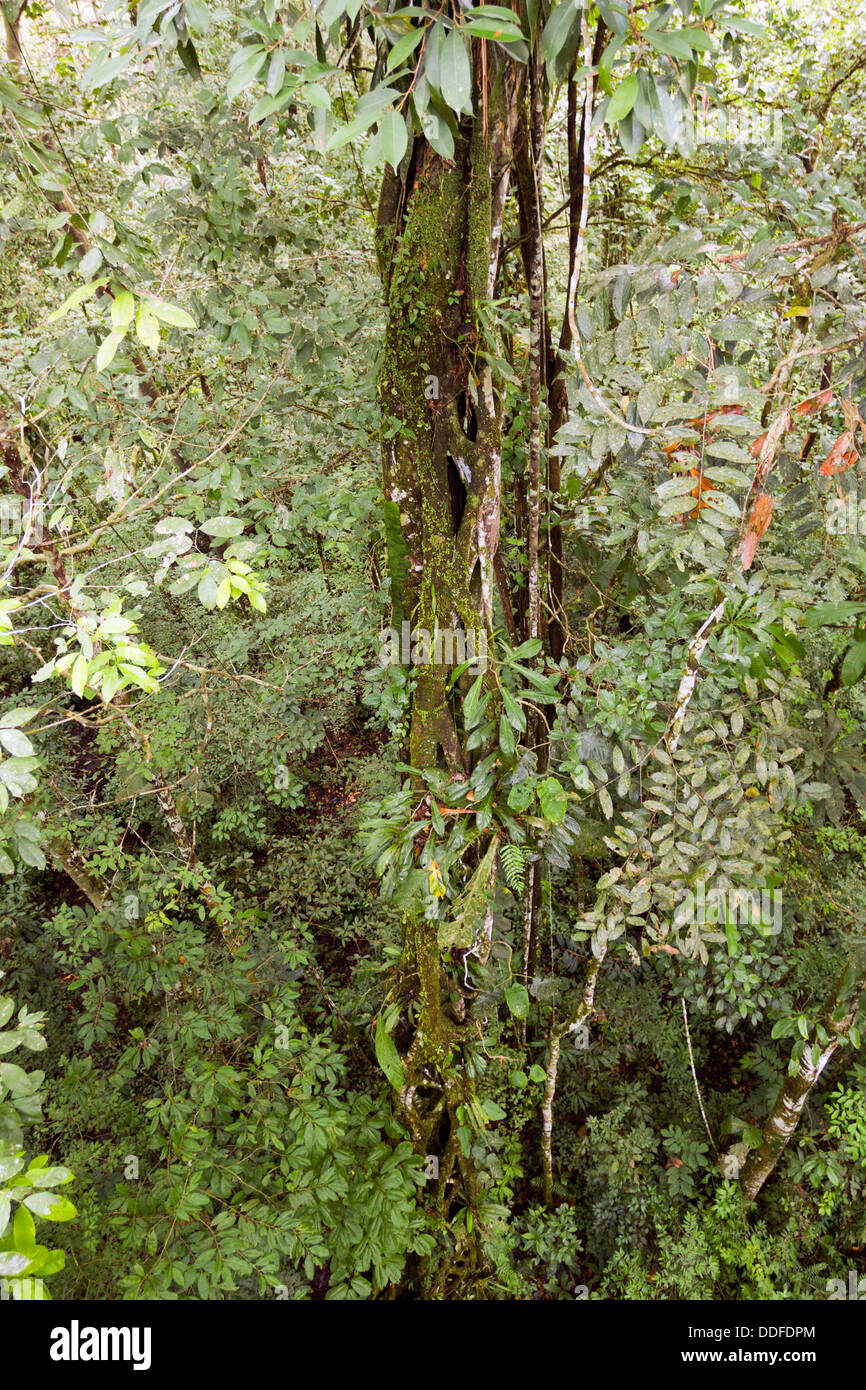 View of a strangler fig tree in tropical rainforest in Ecuador, viewed ...