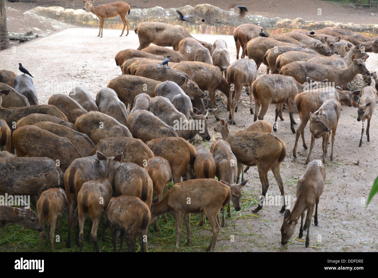 Deer Animal Zoo Herd High Resolution Stock Photography and Images - Alamy