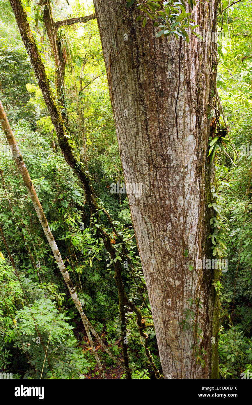 Trunk of a giant Ceibo tree (Ceiba pentandra) viewed from above from a ...