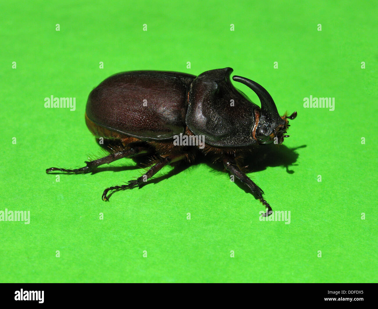 unicorn beetle on green background Stock Photo - Alamy