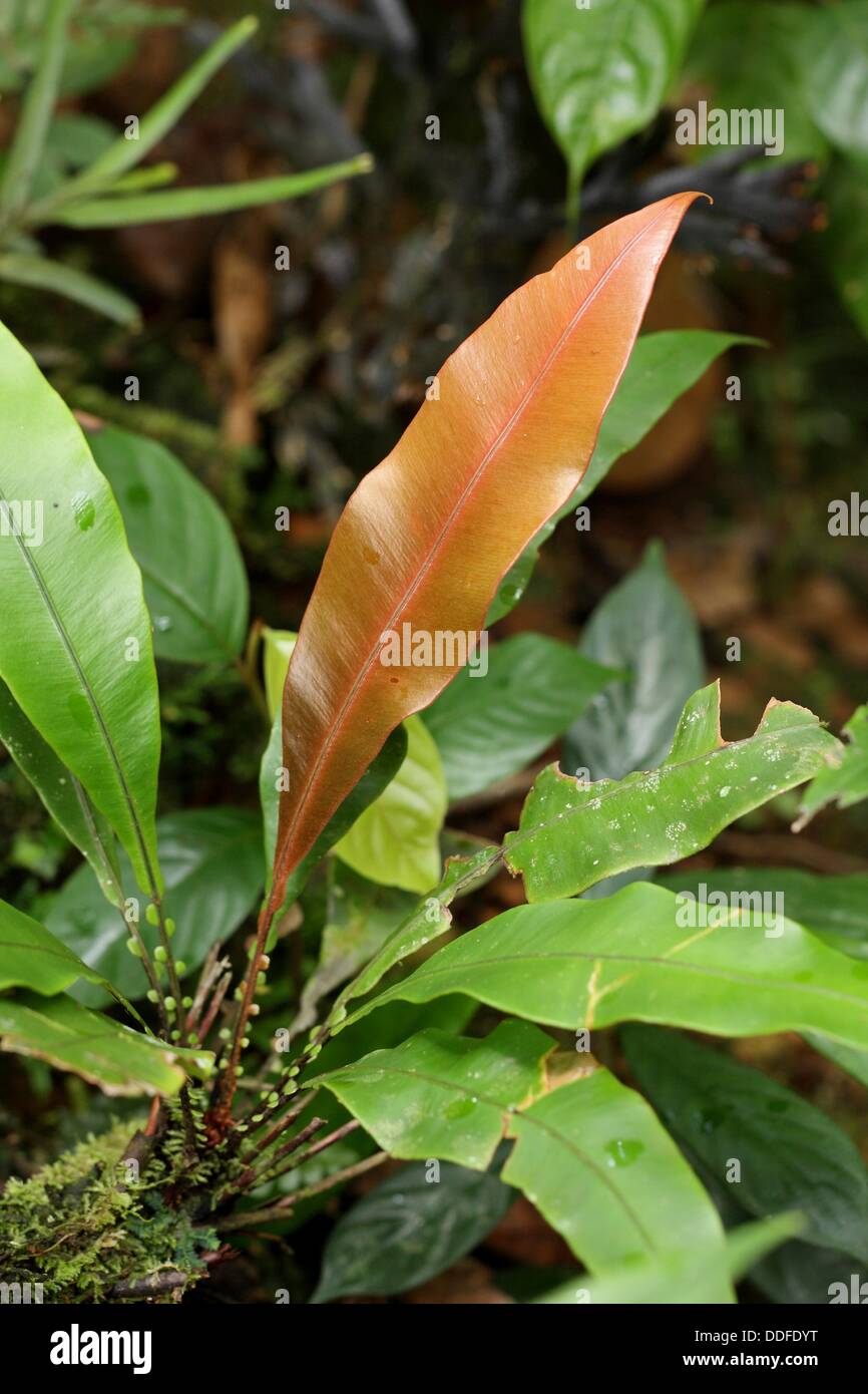 Leaves. Stutong Forest Reserve Parks, Kuching, Sarawak, Malaysia ...