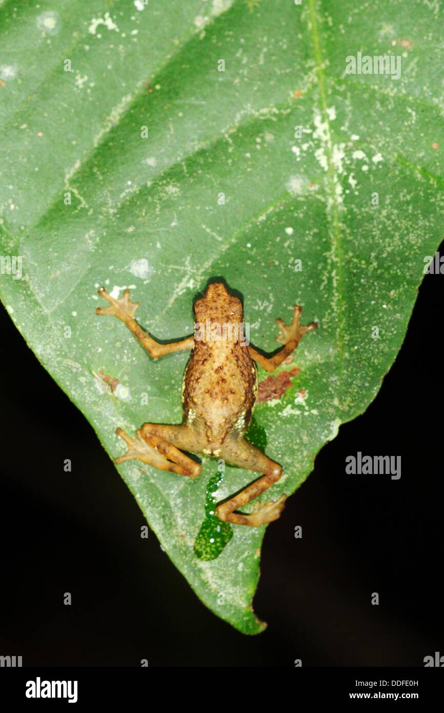 Bako sarawak borneo tree frog hi-res stock photography and images - Alamy