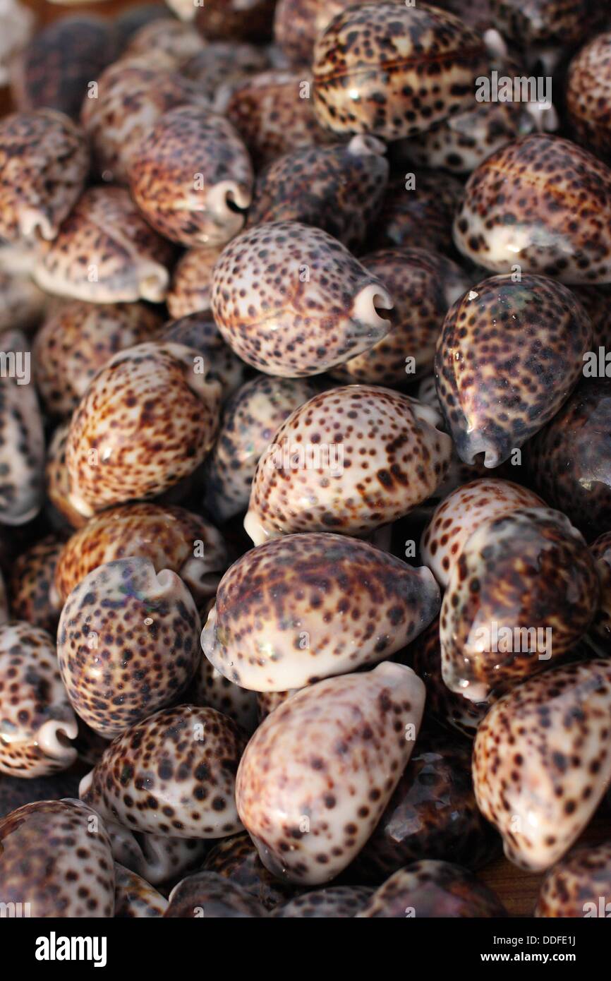 Close-up of a heap of seashells, Kota Kinabalu, Sabah, Malaysia, Borneo ...