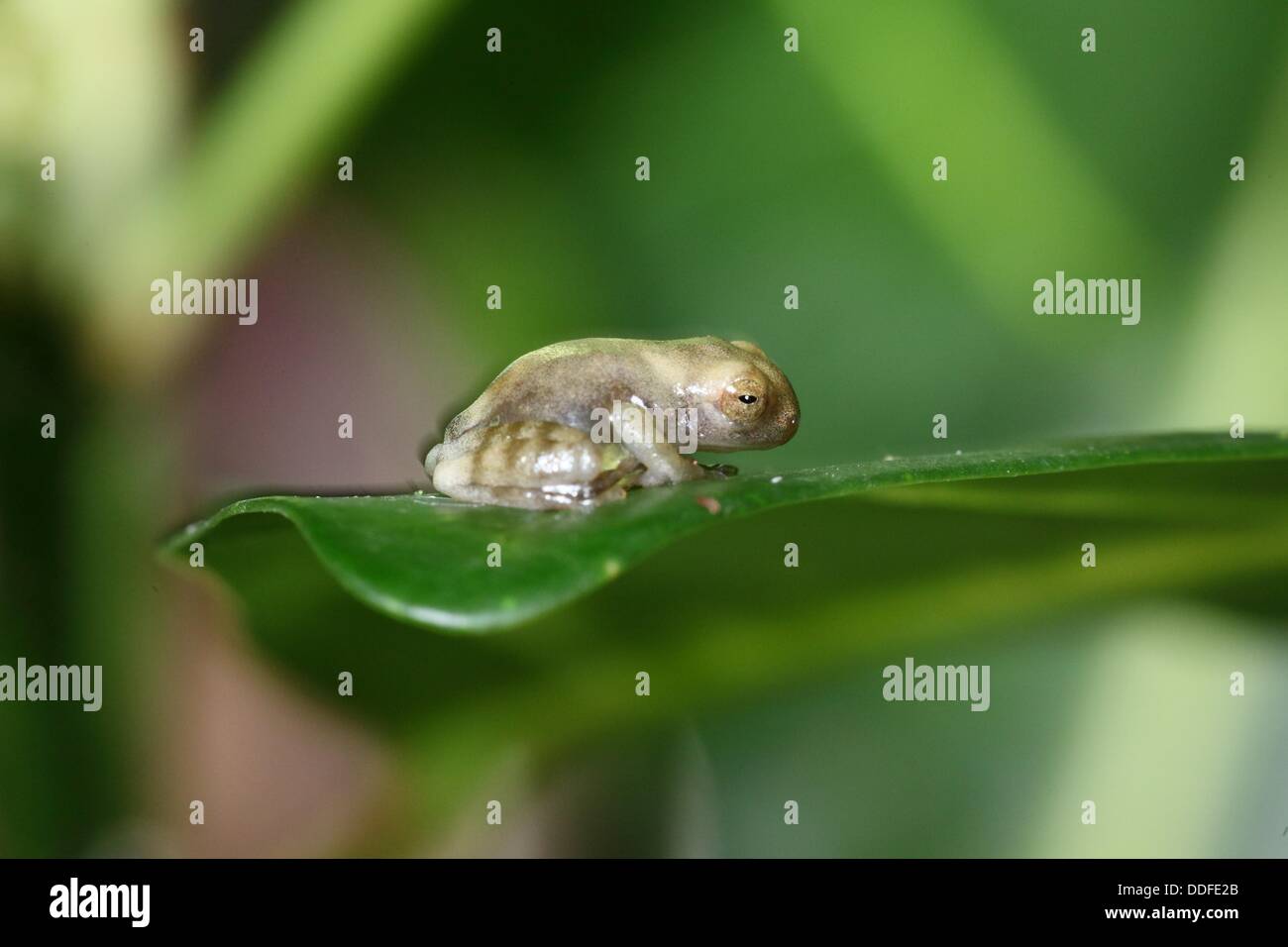 Bako Sarawak Borneo Tree Frog High Resolution Stock Photography and ...