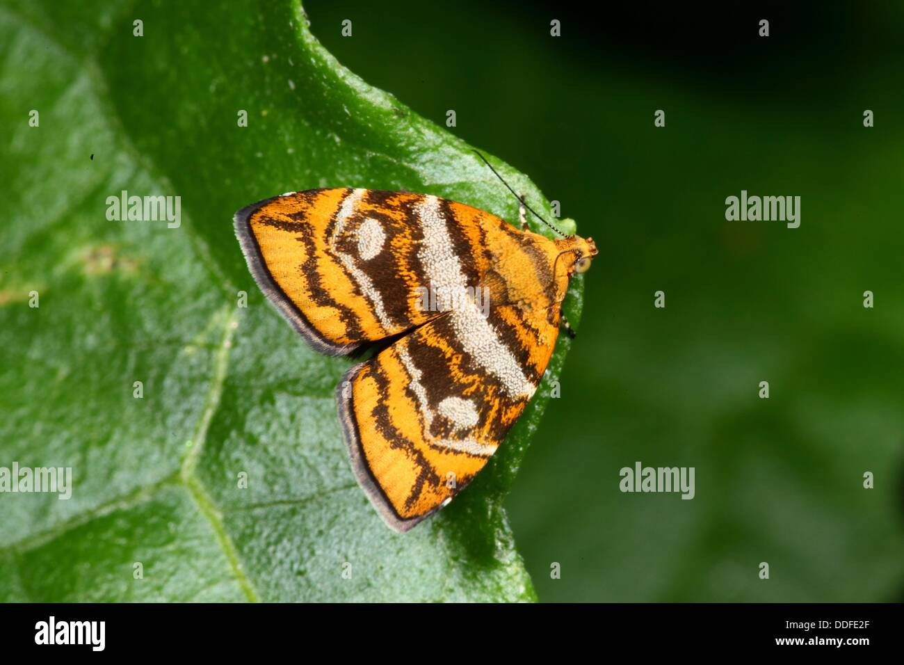 Forage looper hi-res stock photography and images - Alamy