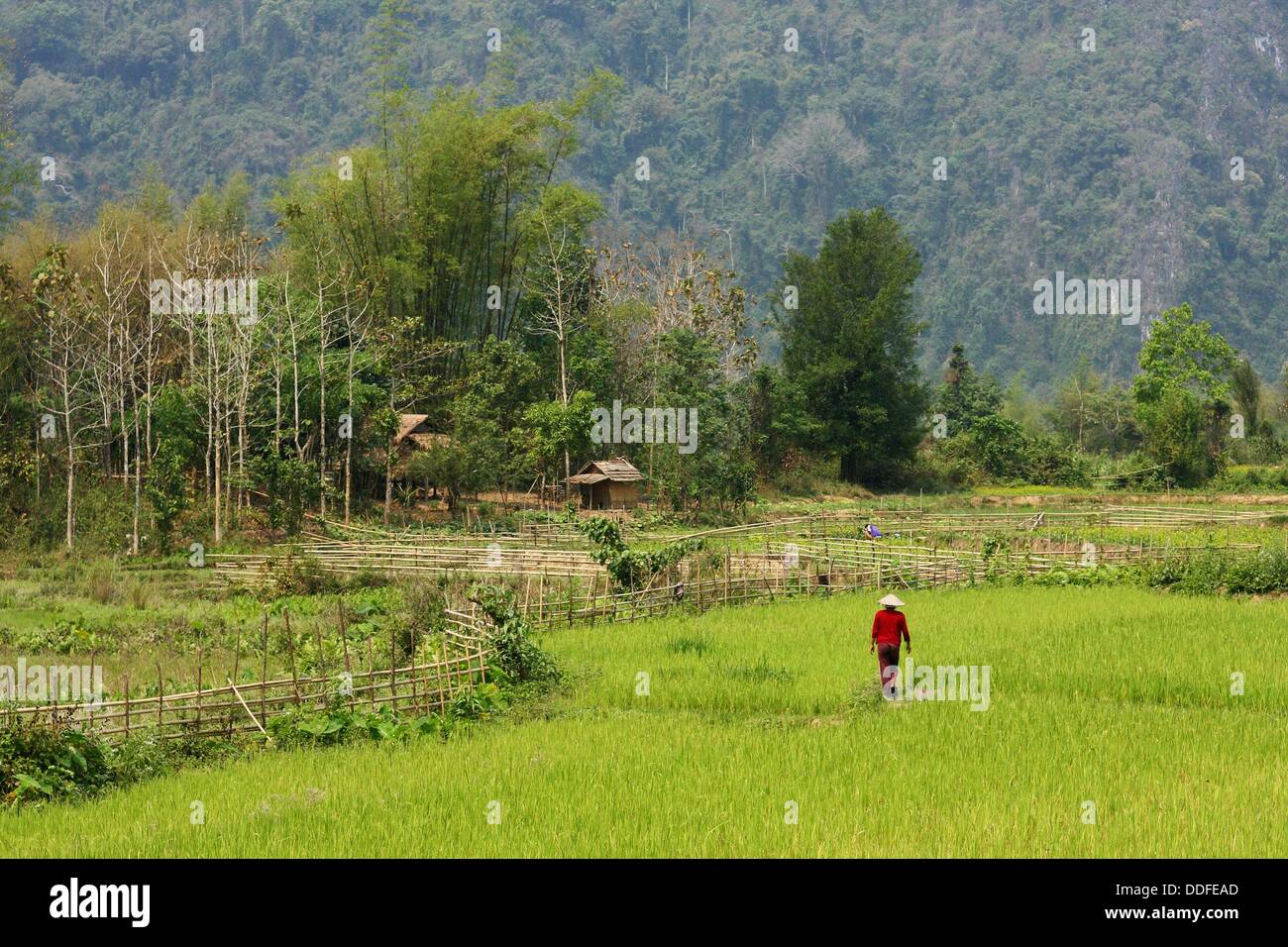 Laos planted rice field hi-res stock photography and images - Alamy