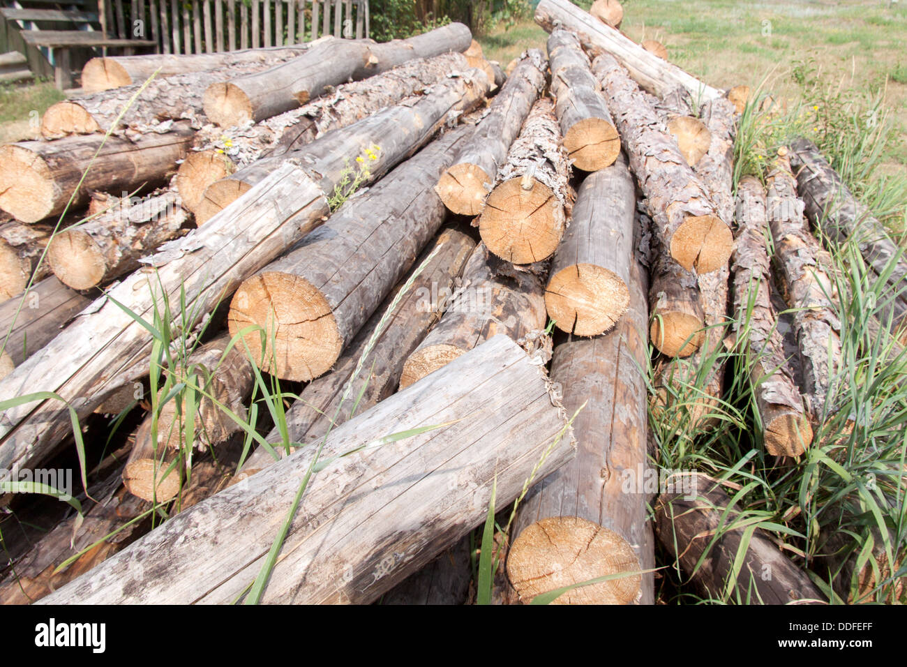 Pile of pine wood logs Stock Photo - Alamy