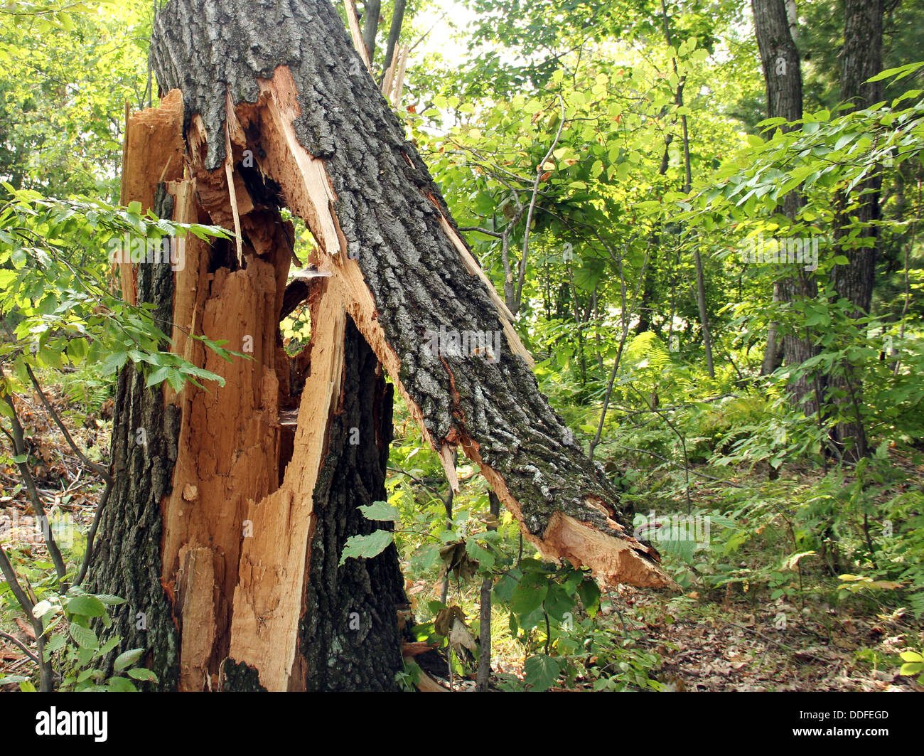 Fallen trees from wind storm hi-res stock photography and images - Alamy