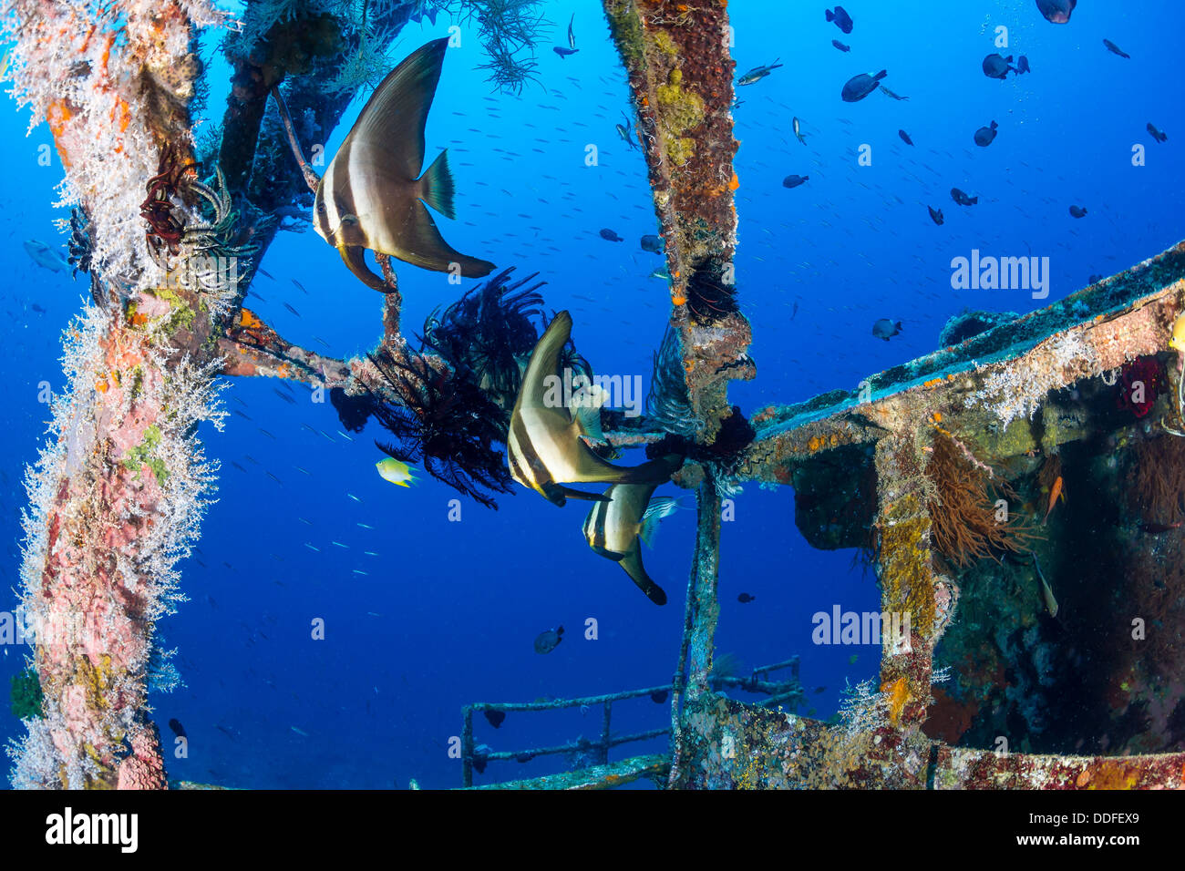 Batfish and other fish swim around the structure of an underwater ...