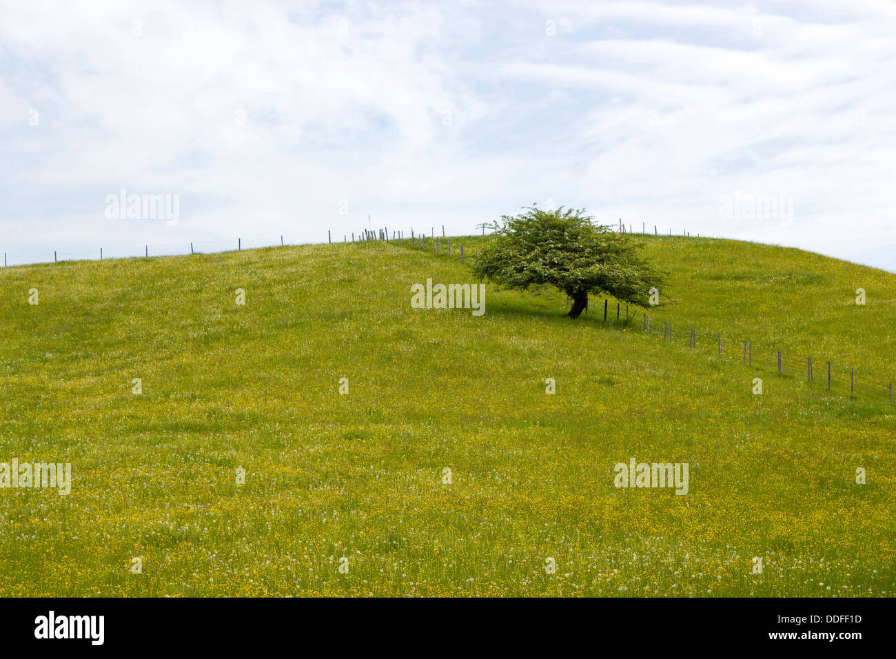 single tree in meadow at spring Stock Photo - Alamy