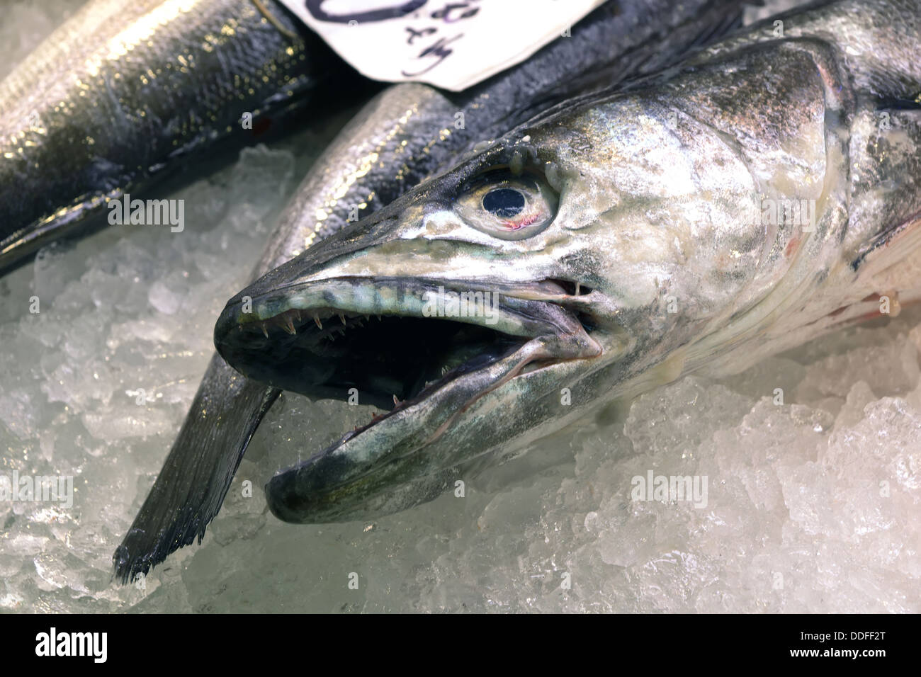 Hake fish sea hi-res stock photography and images - Alamy