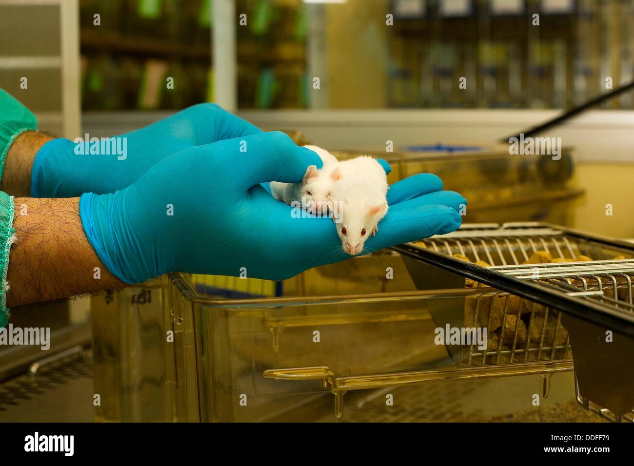 Laminar flow cabin, laboratory mouse Stock Photo - Alamy