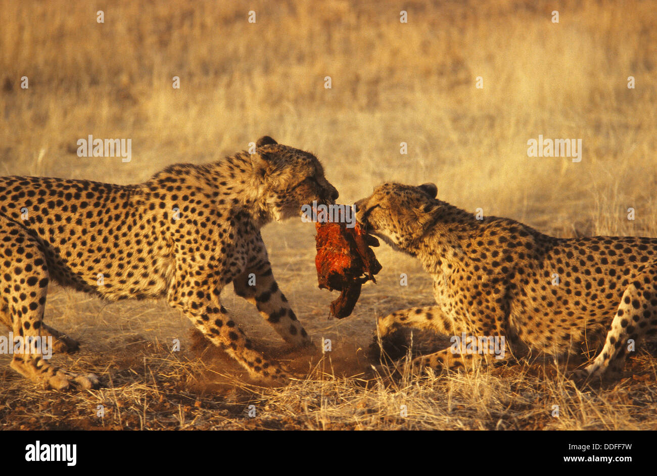 Leopard eating cheetah hi-res stock photography and images - Alamy