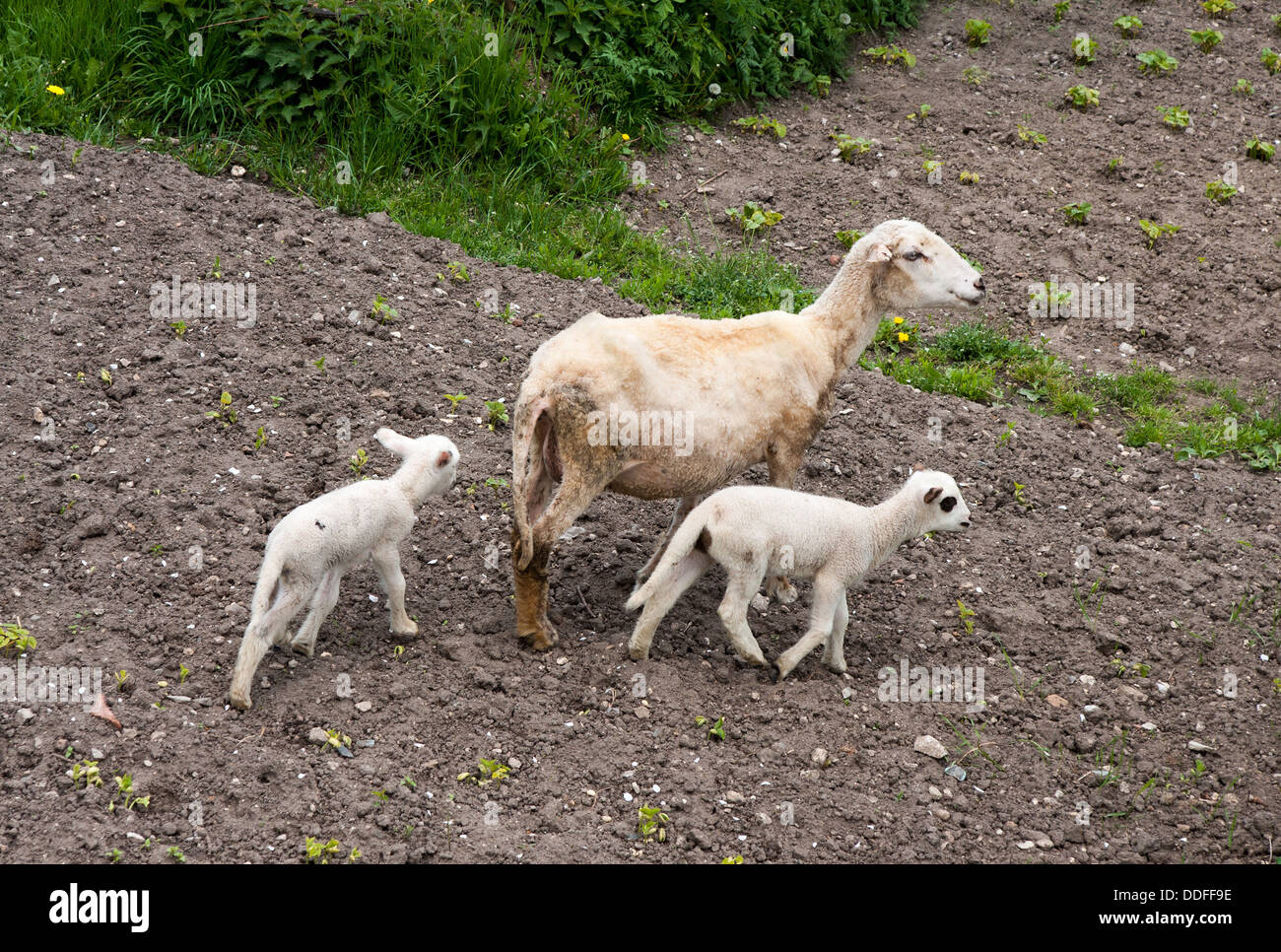 Sheep lamb lambs spring hi-res stock photography and images - Alamy