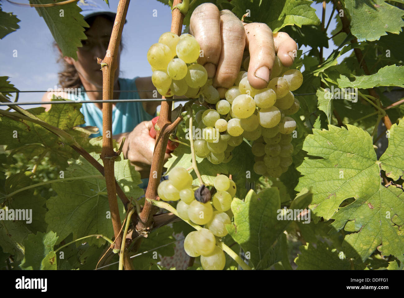 Vintage, Montferrat, Piedmont, Italy Stock Photo - Alamy