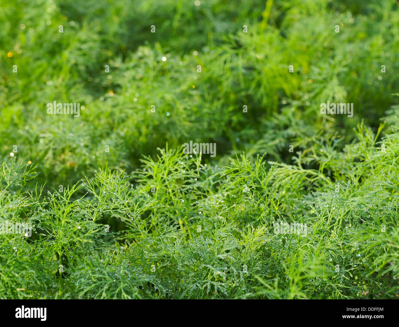 Herb seasoning hi-res stock photography and images - Alamy