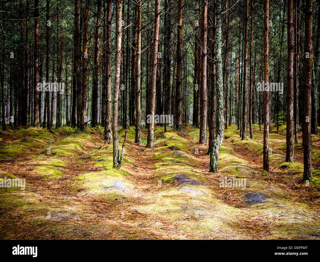 A dense forest with raised ridges on the forest floor within Moors ...